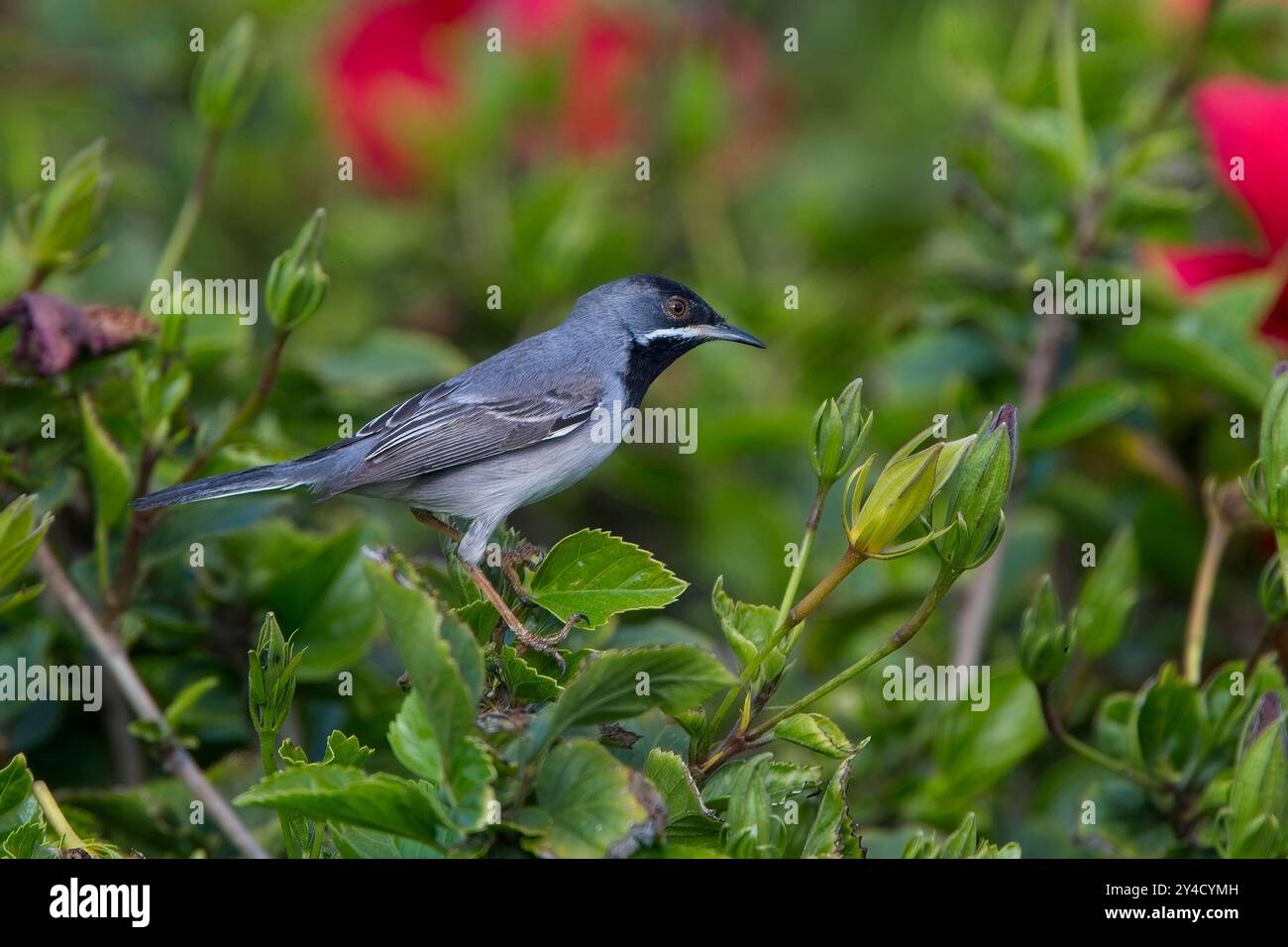 Ruppell's Warbler (Curruca ruppeli), adult male in a bush, Paphos ...