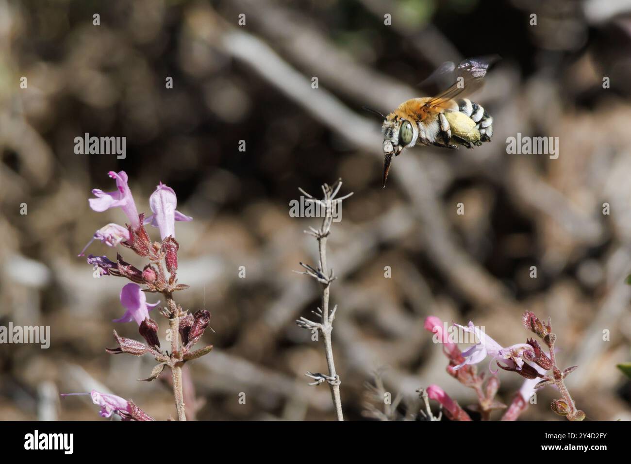 Rolling shutter effect of electronic shutter on bee wings Amegilla ...