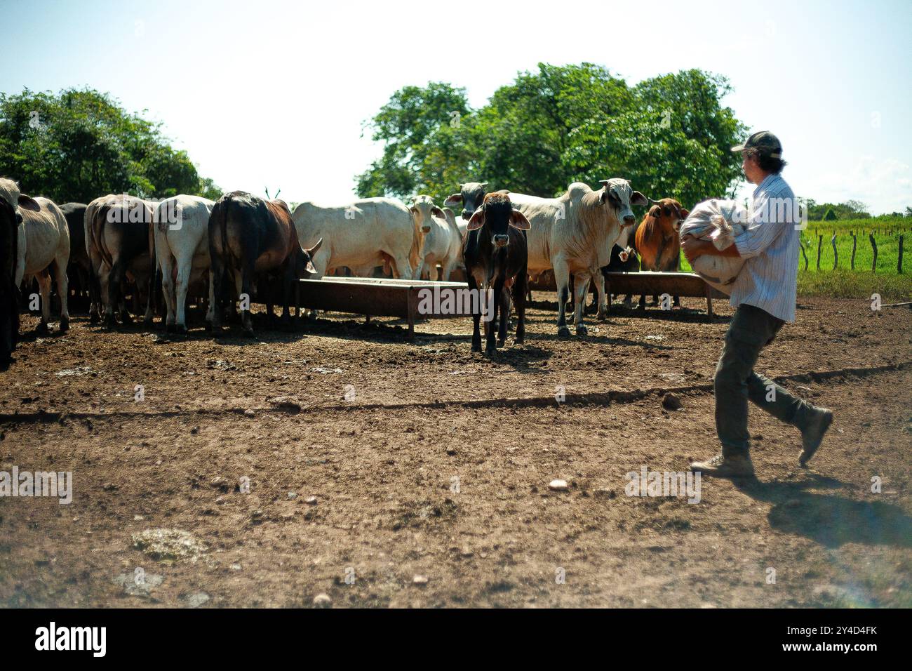 A man, wearing hat and boots, stands in a cattle corral where of cattle ...