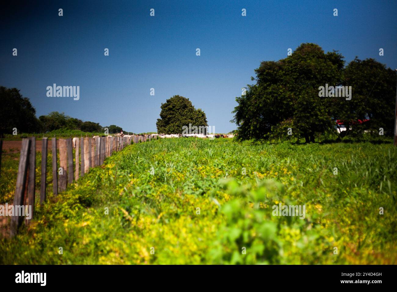 Farm land ,emerald green, dotted with patches of vibrant wildflowers ...
