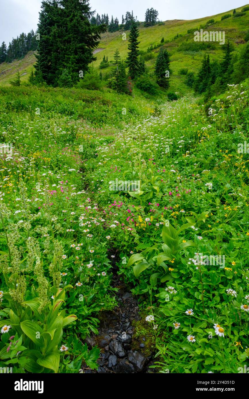 Cloudy skies and drizzle accentuate colorful wildflowers lining a creek ...
