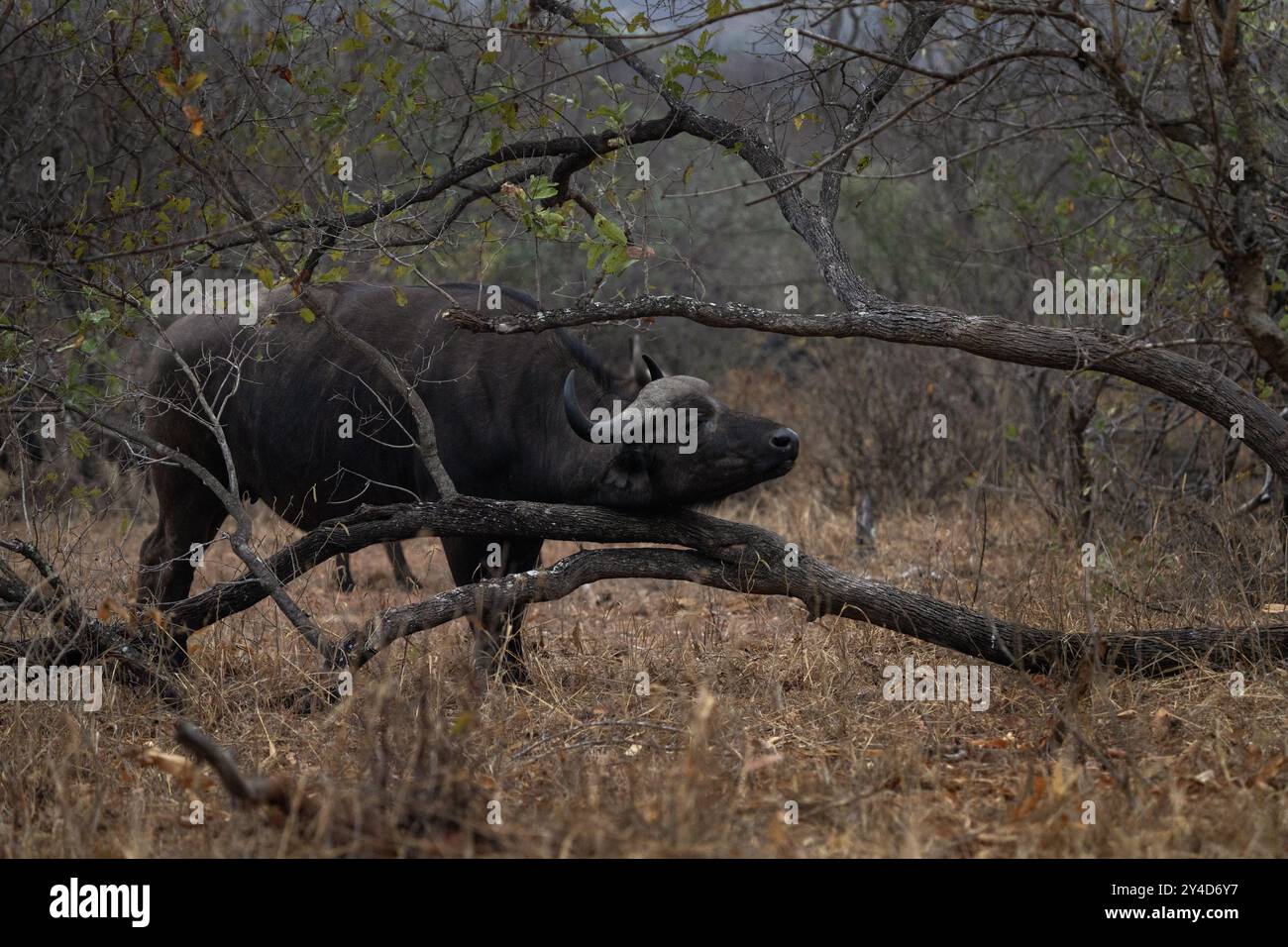 Herd of African buffaloes in the forest. One of the most dangerous ...