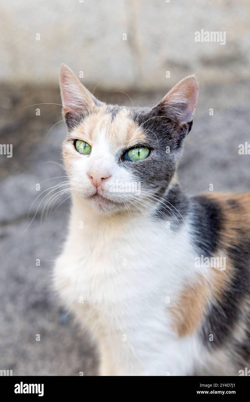 Close up portrait cat hi-res stock photography and images - Alamy