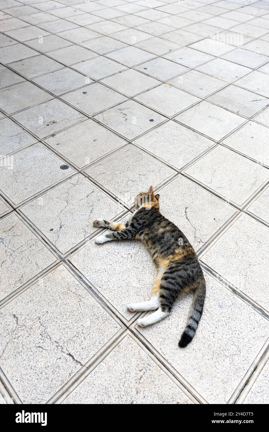Homeless cat relaxing on Marmontova Street, Old Town, Split, Croatia ...