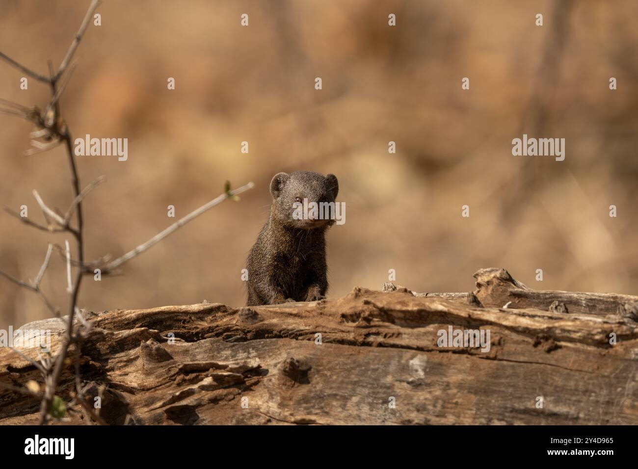 Dwarf mongoose is hiding in the tree. Mongoose in the Kruger national ...