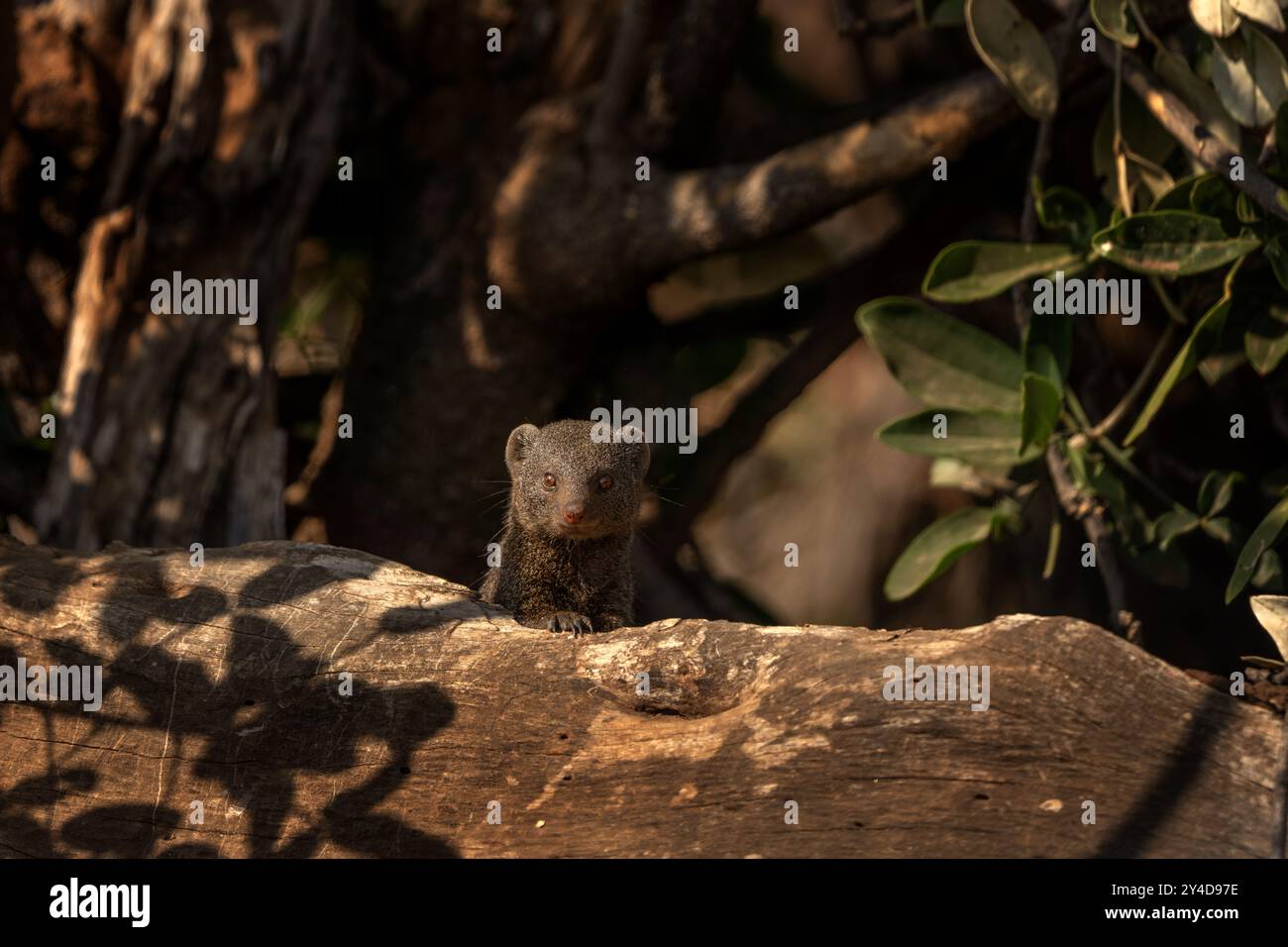 Dwarf mongoose is hiding in the tree. Mongoose in the Kruger national ...