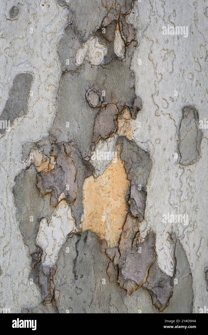 Arizona Sycamore tree bark; Sedona, Arizona Stock Photo - Alamy