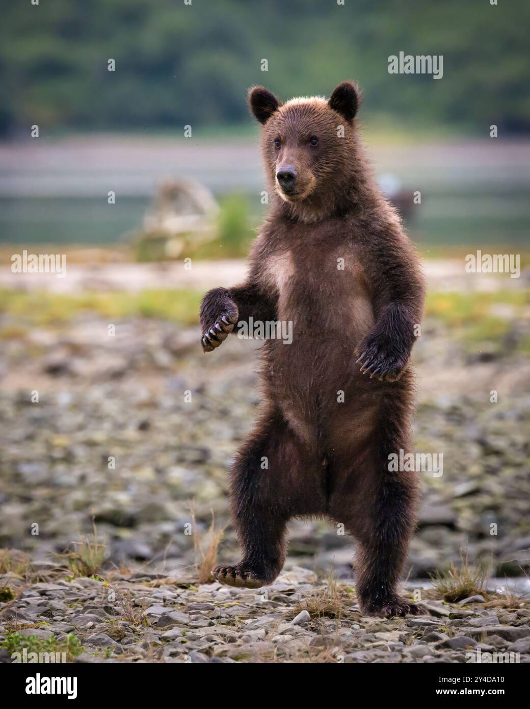 Brown Bear cub standing; Katmai National Park and Preserve, Alaska ...