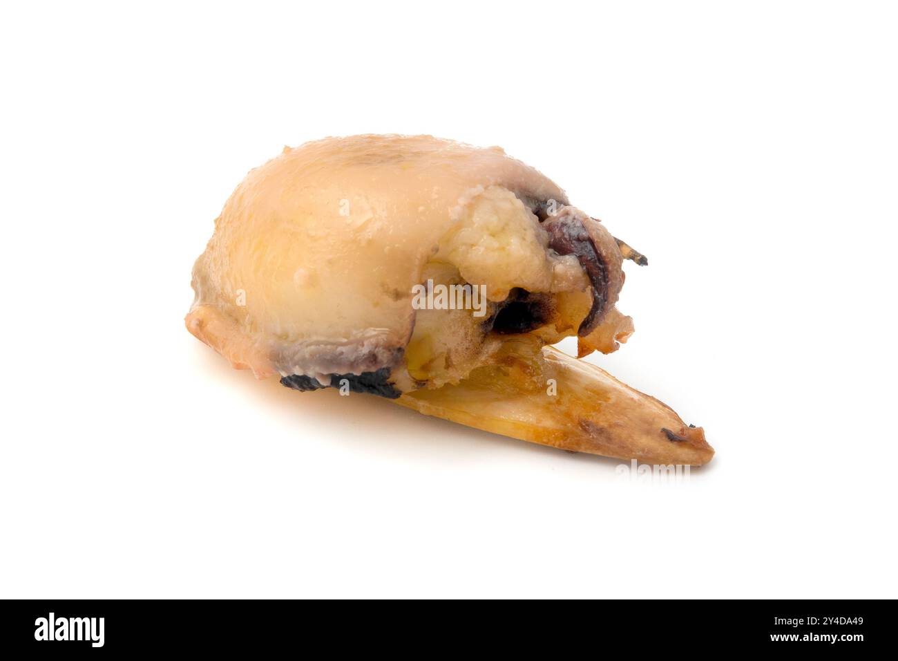 A cooked common cuttlefish on a white background Stock Photo - Alamy