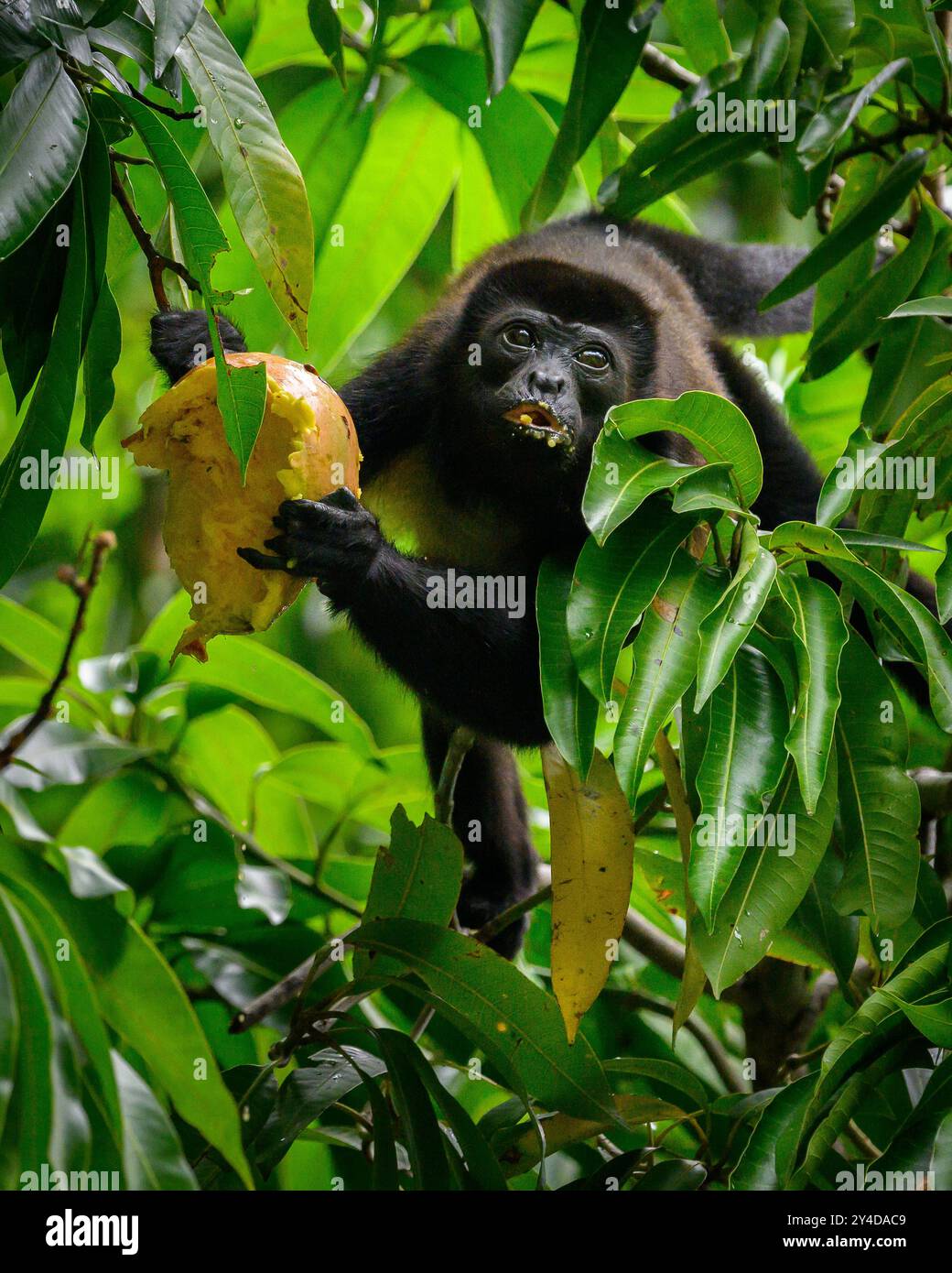 Mango playa hi-res stock photography and images - Alamy