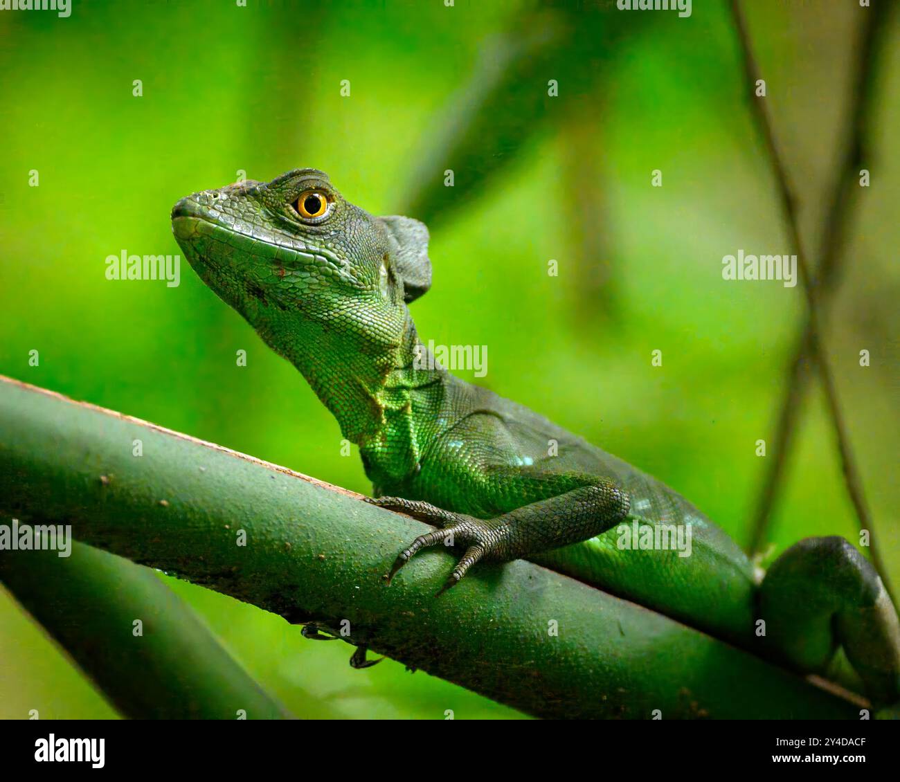 Basilisk lizard hi-res stock photography and images - Alamy