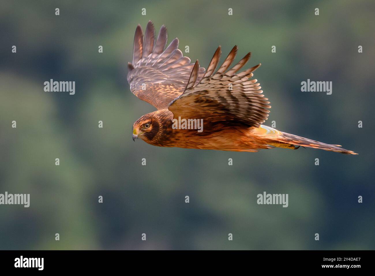 A Northern Harrier Hawk flying over the marshlands at Billy Frank Jr ...