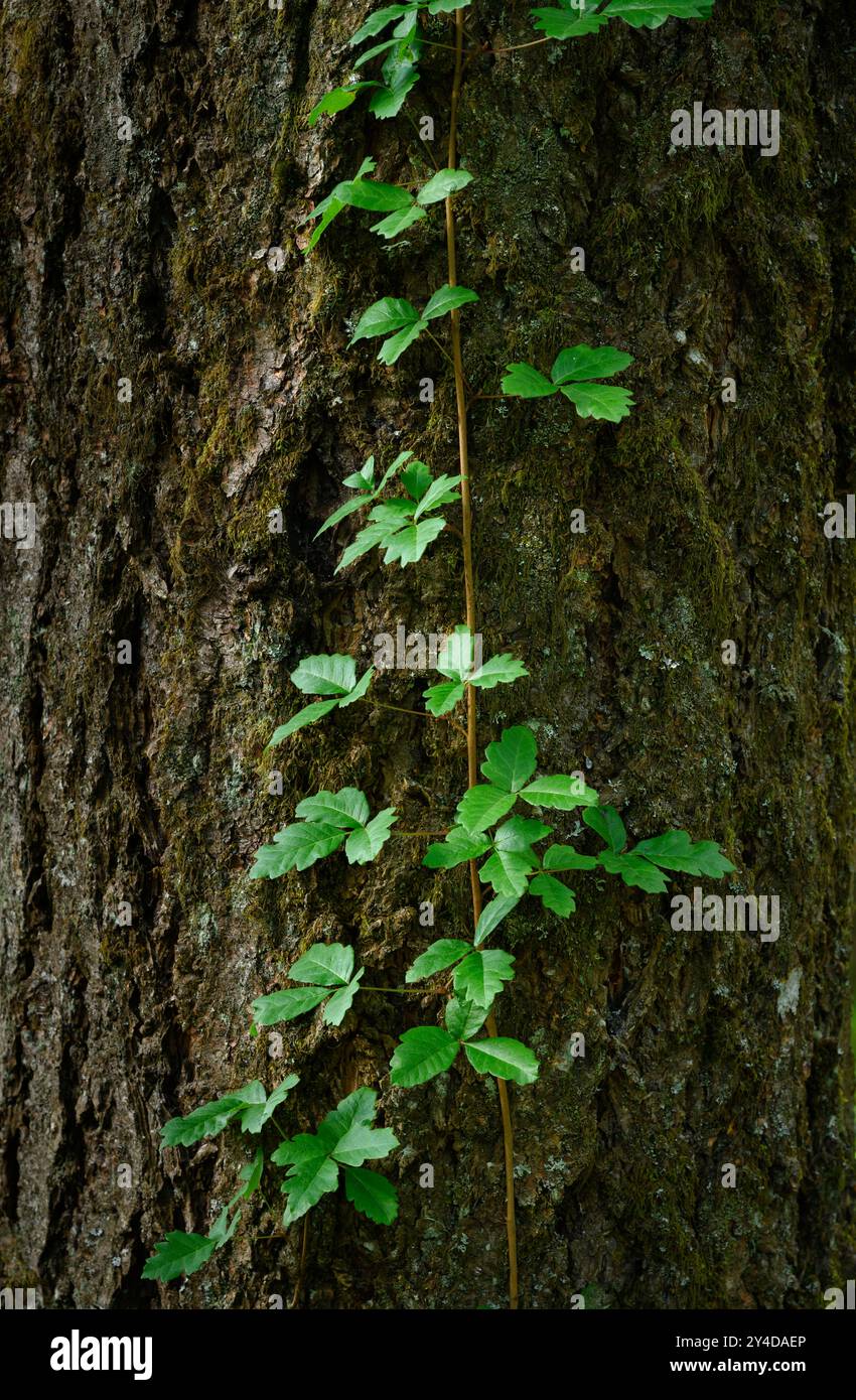 Pacific Poison Oak climbing as a vine on a Douglas Fir tree Stock Photo ...