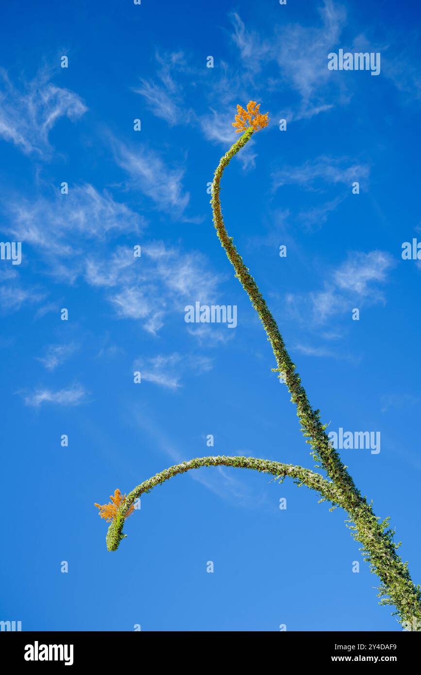 Baja mexico flowers hi-res stock photography and images - Alamy