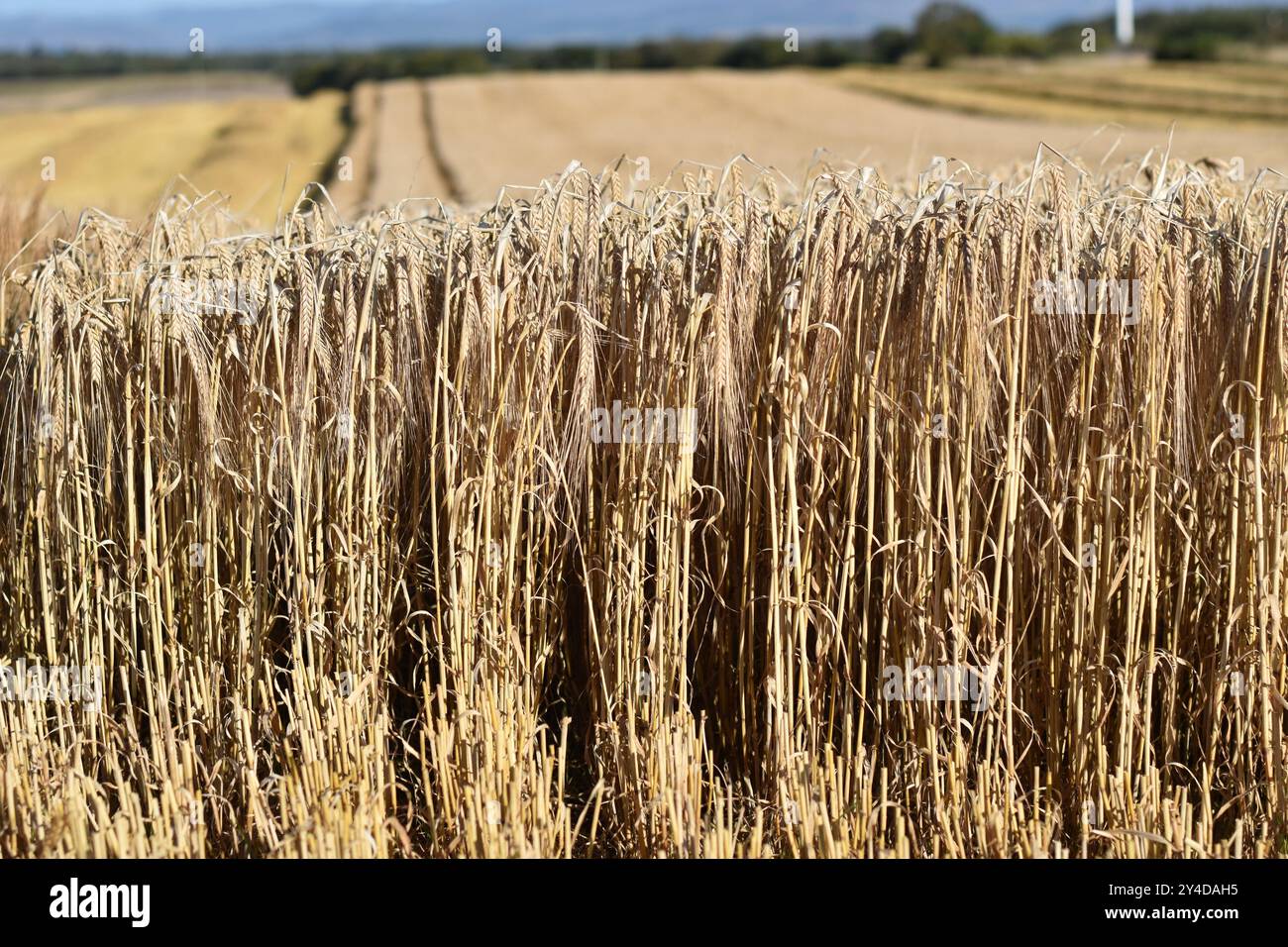 A crop of spring barley, destined to be malted for scotch whisky ...