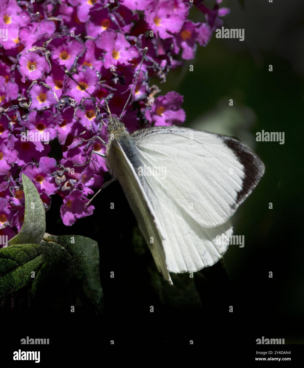 Male Large White Cabbage Butterfly Pieris brassicae on Purple Buddleia ...