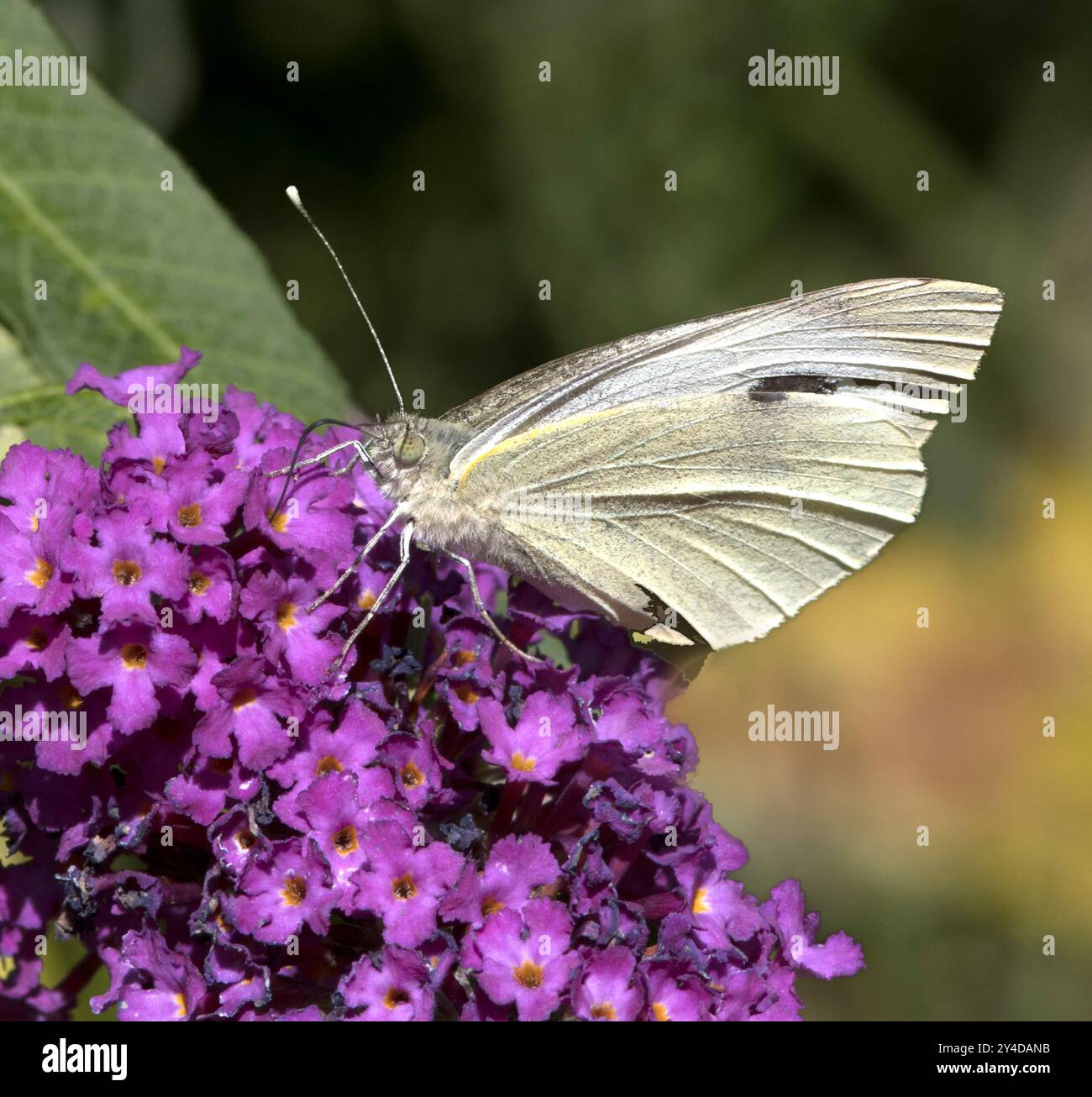 Male Large White Cabbage Butterfly Pieris brassicae on Purple Buddleia ...