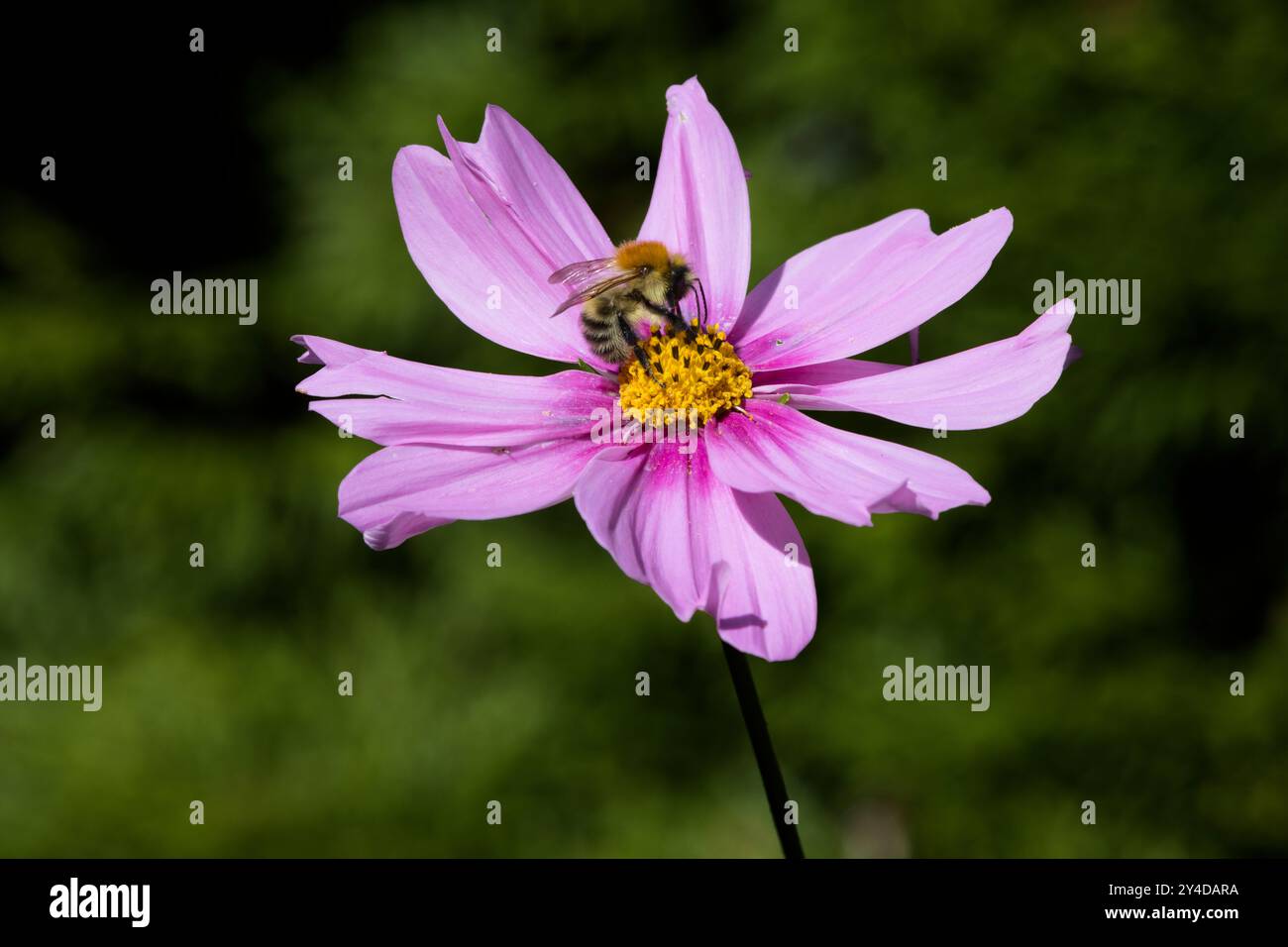 Honey Bee Apis mellifera on Cosmos Daisy Flower Head Stock Photo - Alamy