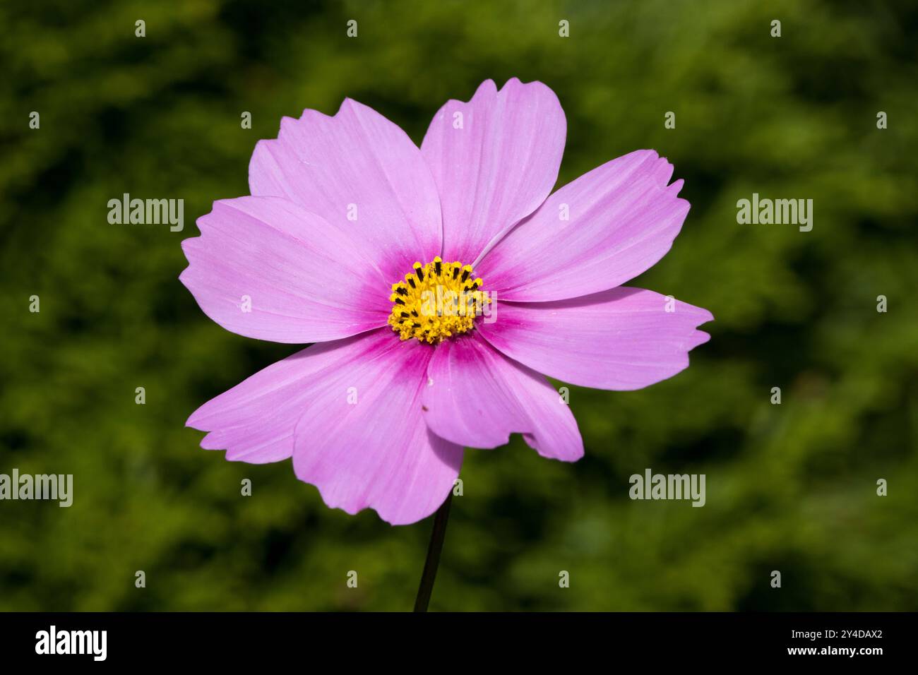 Pink Cosmos Daisy Stock Photo - Alamy