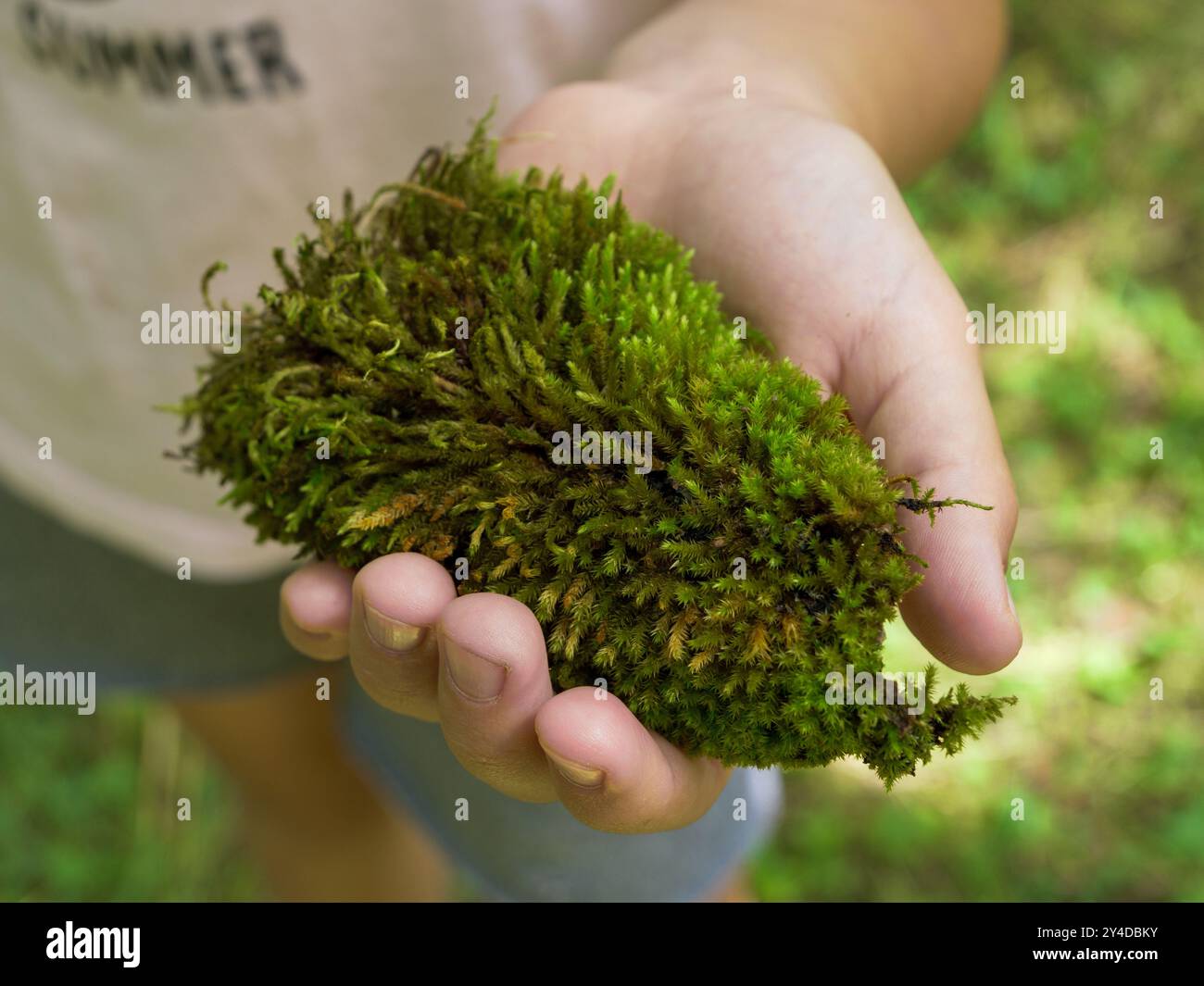 Kids hand holding a bunch of lush green moss, showcasing its rich ...