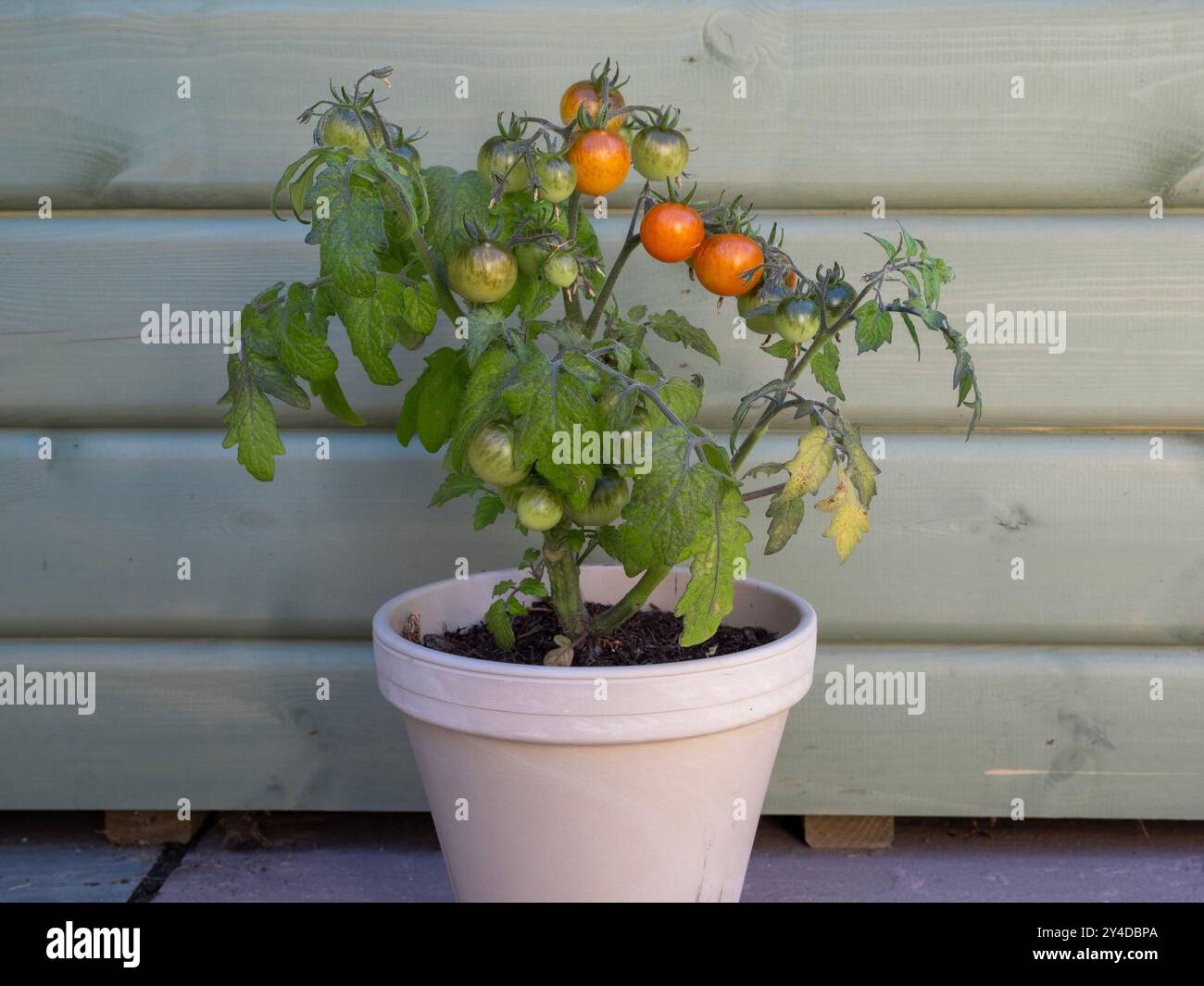 Dwarf tomato plant in a pot, variety Raspberry Ruffles Stock Photo - Alamy