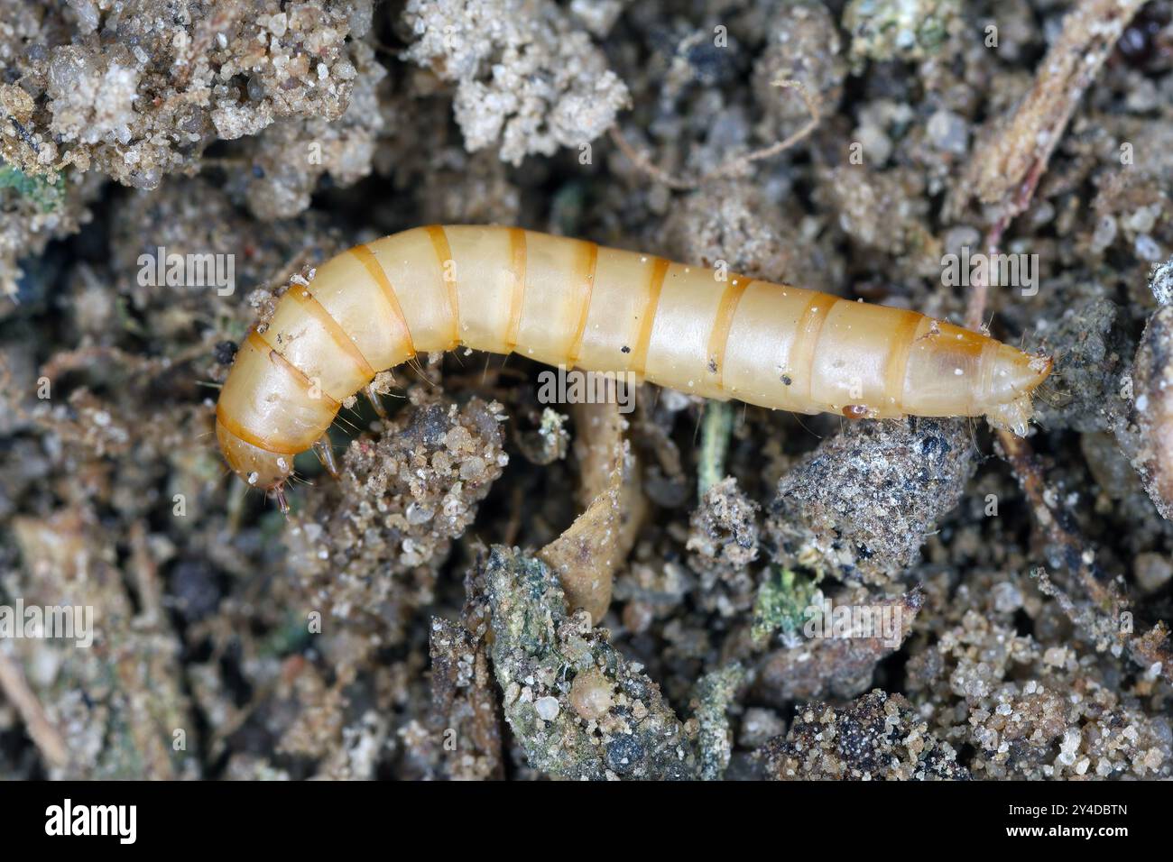 Larger black beetle, Cynaeus angustus. An invasive beetle species that ...