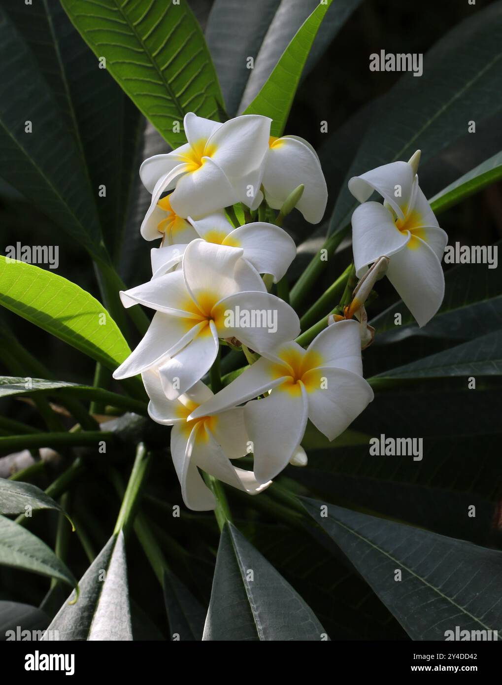 Red plumeria plumeria rubra hi-res stock photography and images - Alamy