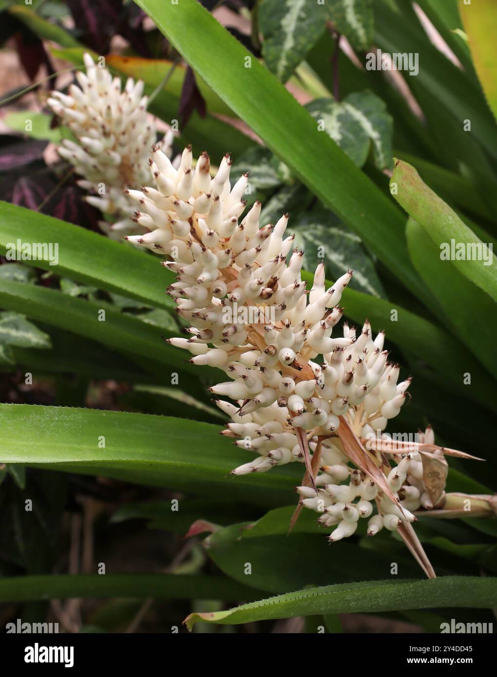Aechmea lueddemanniana hi-res stock photography and images - Alamy