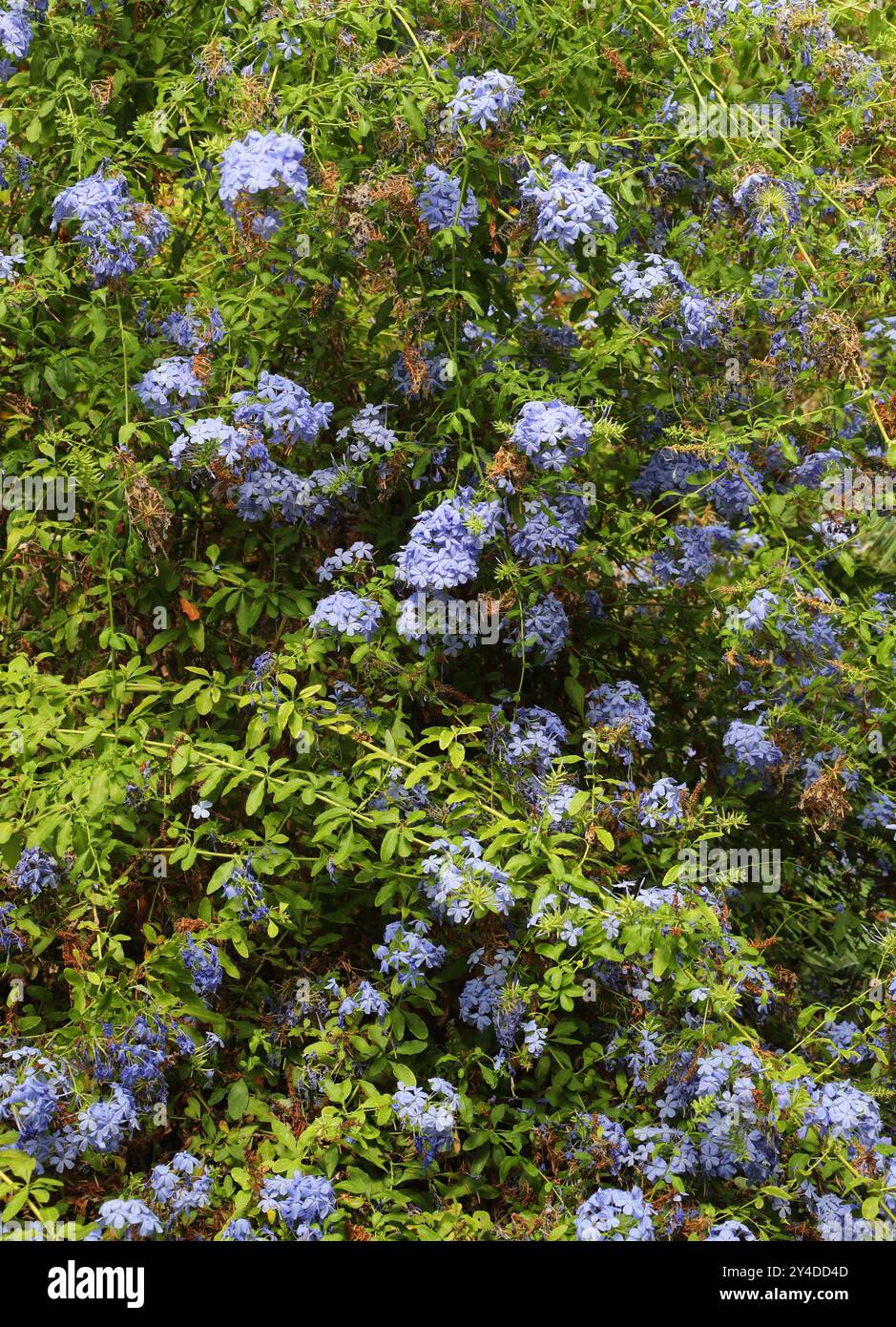 Blue Plumbago, Cape Leadwort, Cape Plumbago or Skyflower, Plumbago ...