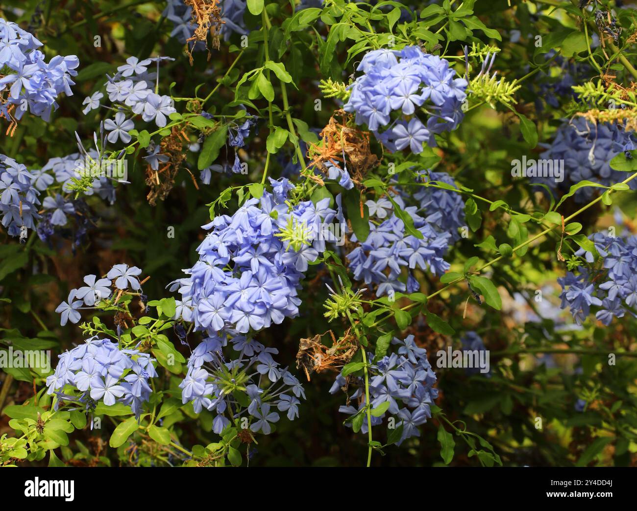 Blue Plumbago, Cape Leadwort, Cape Plumbago or Skyflower, Plumbago ...