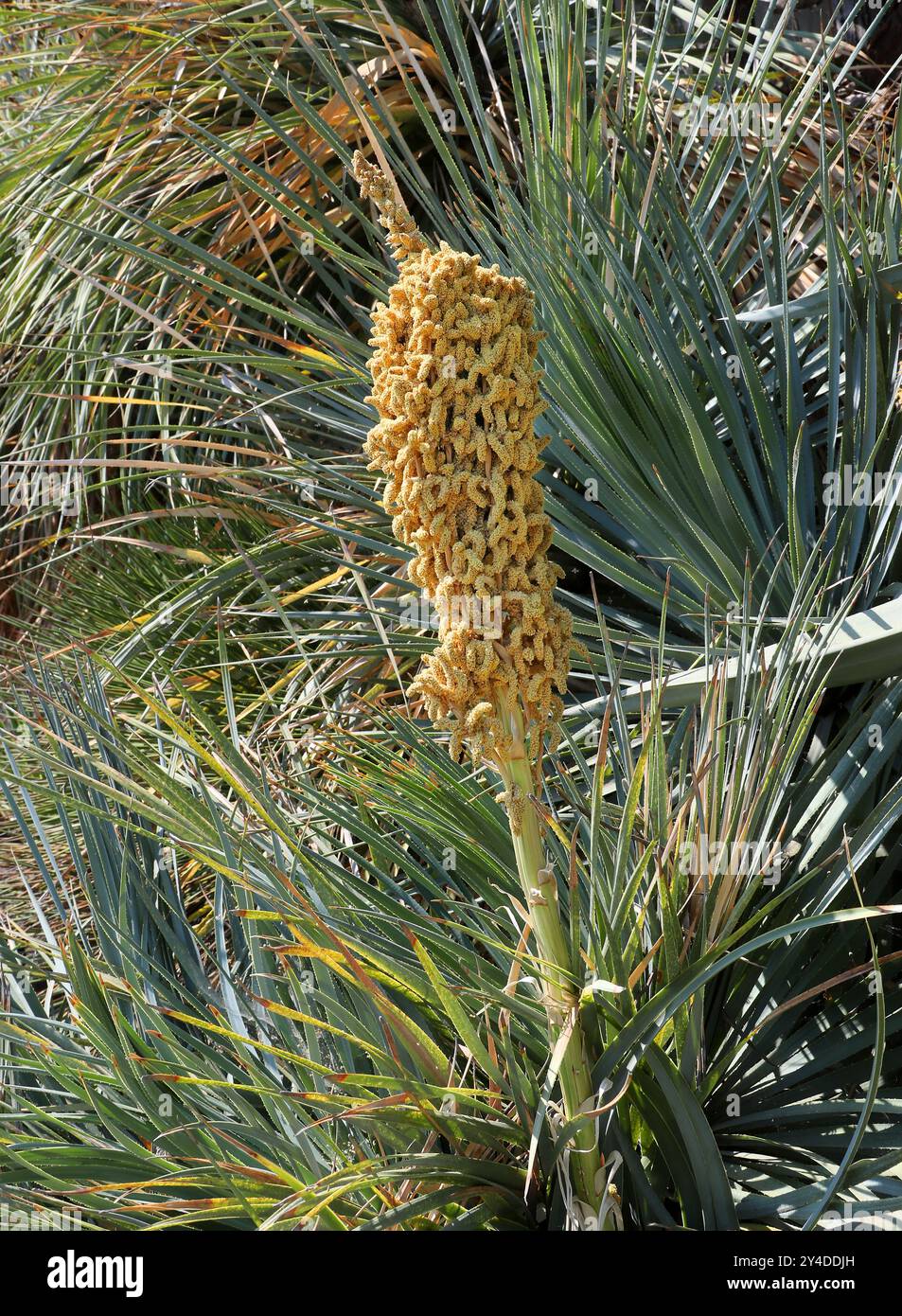 Green Sotol, Smooth-leaf Sotol, and Smooth Sotol, Dasylirion sp ...