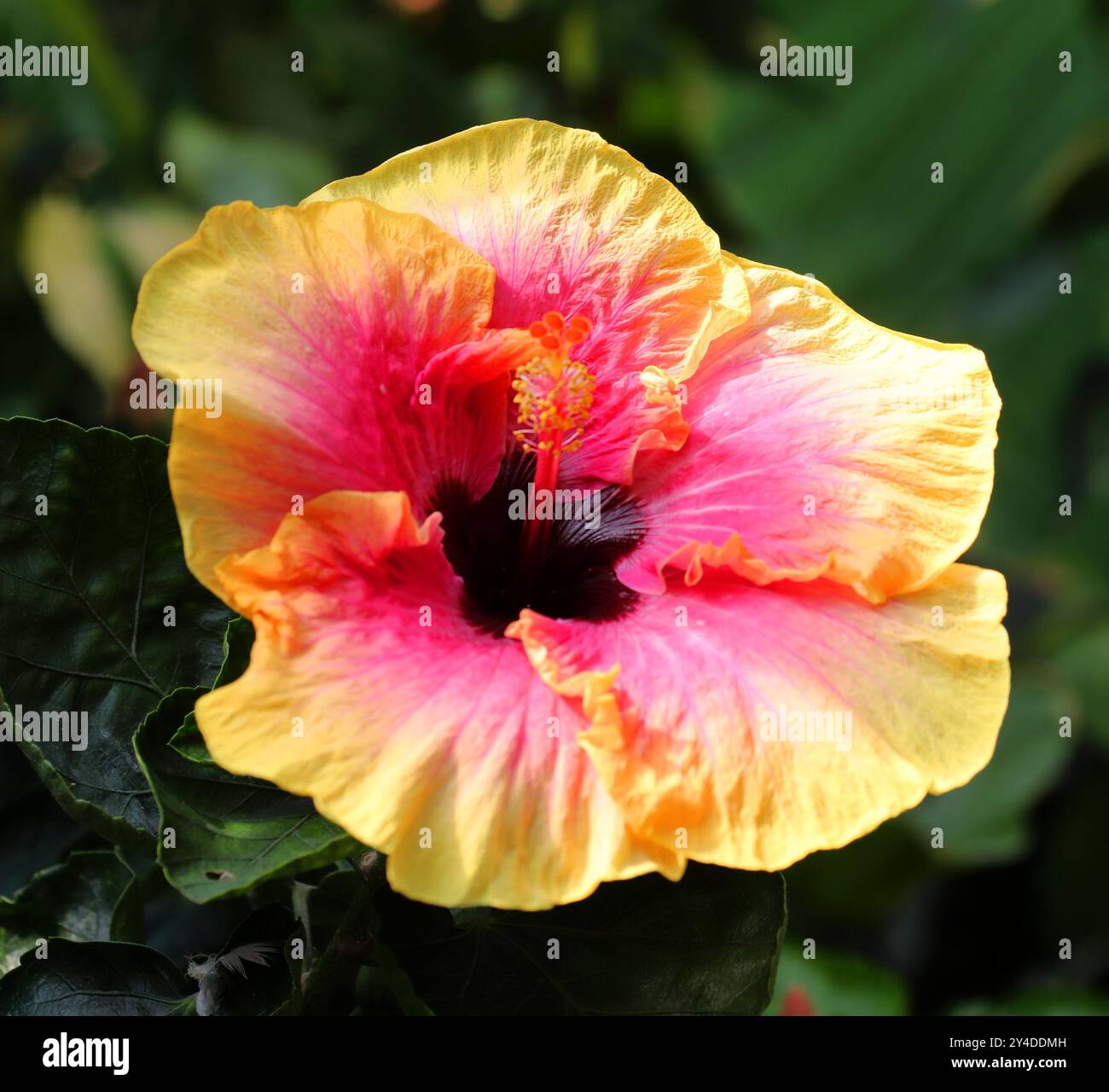 Red and Yellow Chinese Hibiscus, China Rose or Shoe Flower, Hibiscus ...