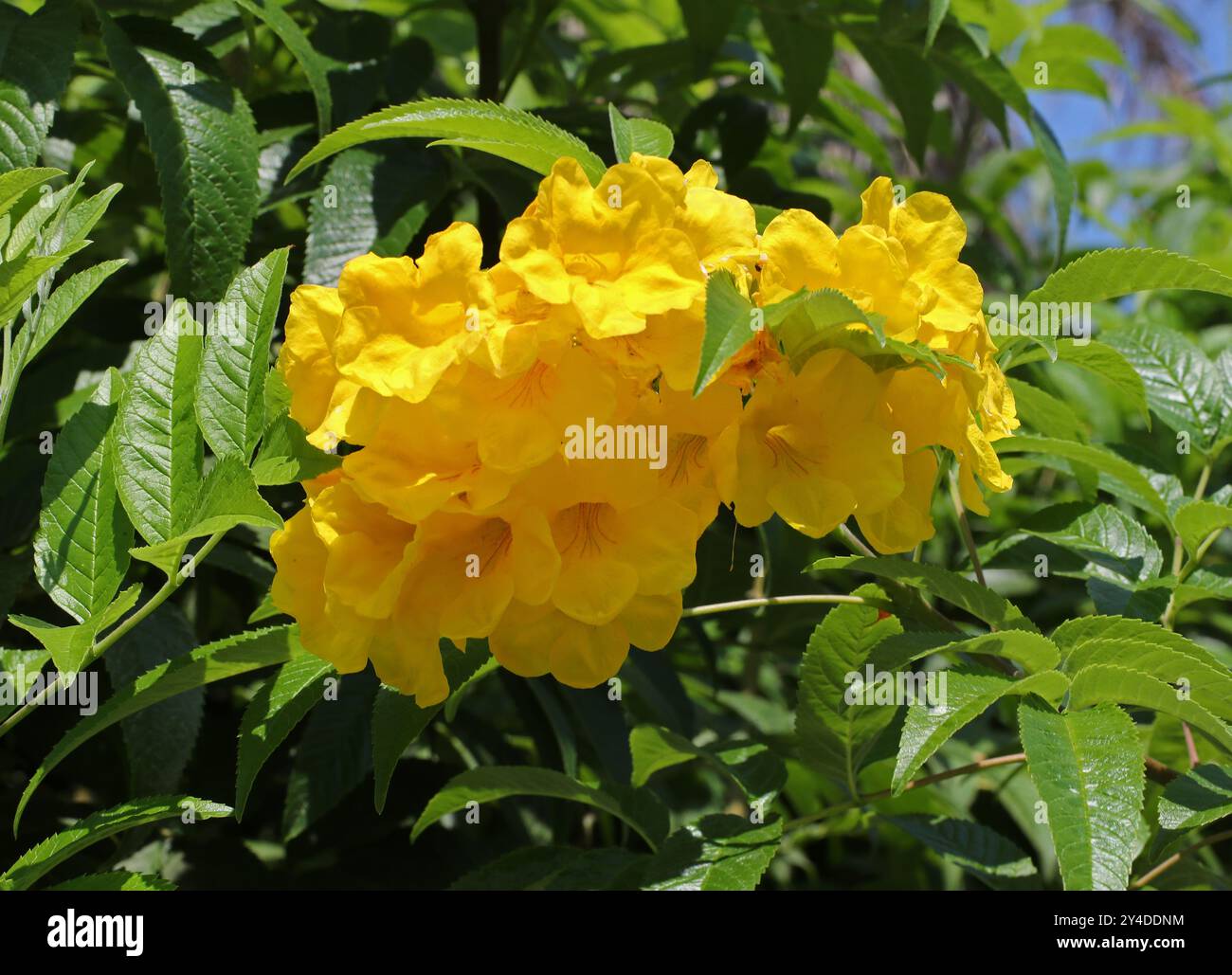 Yellow Trumpetbush, Yellow Bells, Yellow Elder or Ginger Thomas, Tecoma stans, Bignoniaceae ...