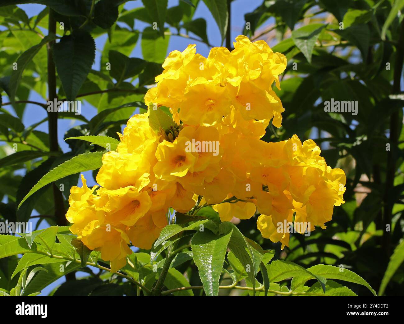 Yellow Trumpetbush, Yellow Bells, Yellow Elder or Ginger Thomas, Tecoma ...