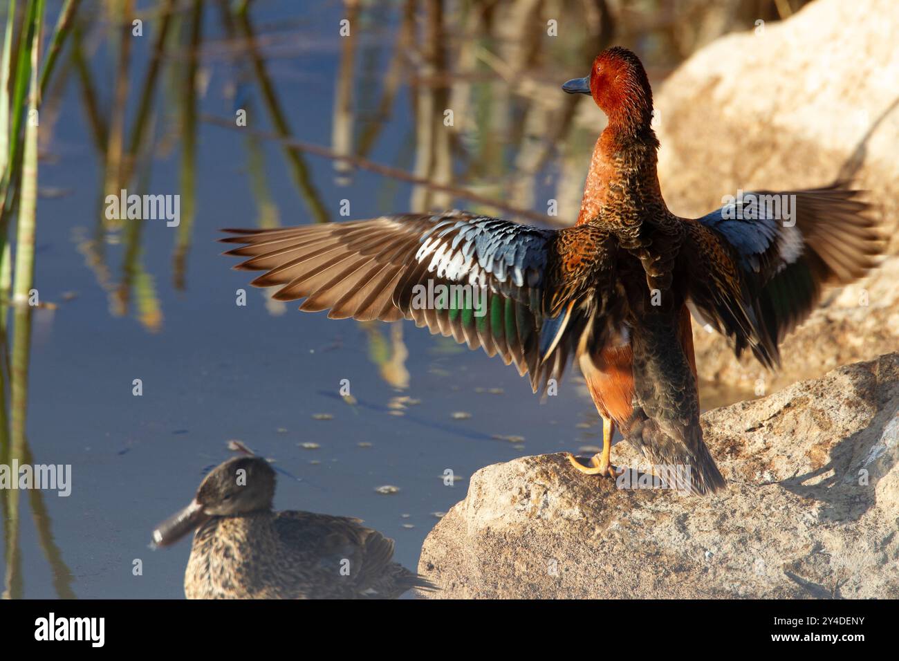 Male cinnamon teal (Spatula cyanoptera) spreads wings showing off colorful speculum to go with ...