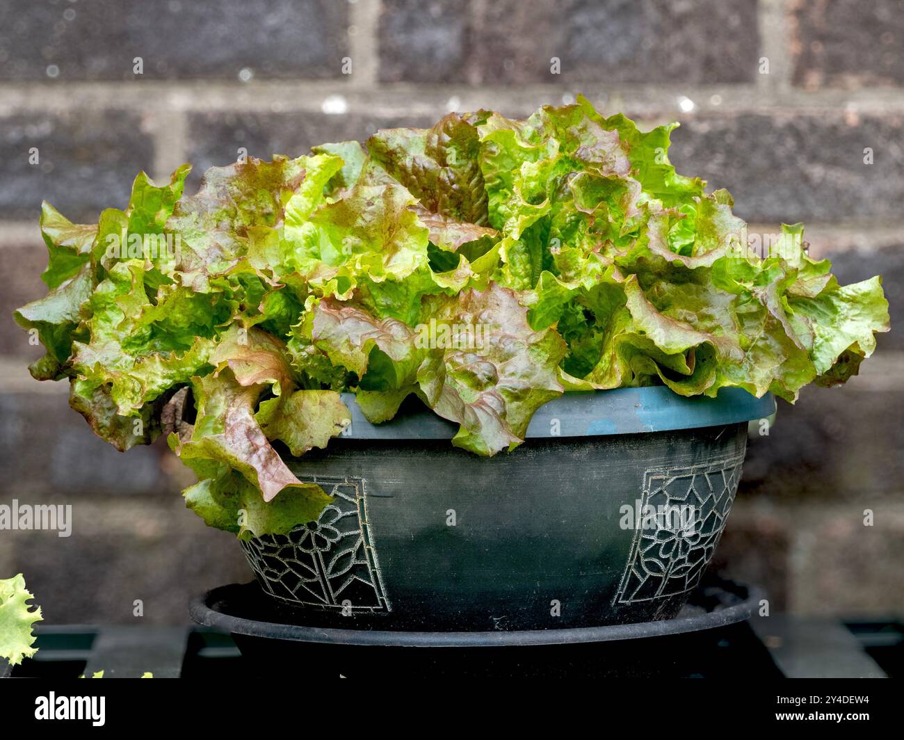 Lettuce Red Sails growing in a bowl Stock Photo - Alamy