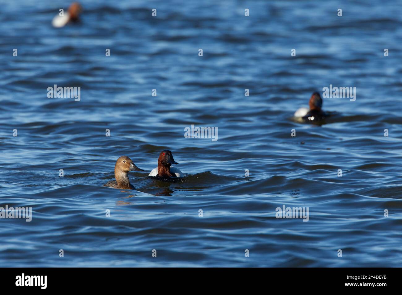 Largest na diving duck hi-res stock photography and images - Alamy