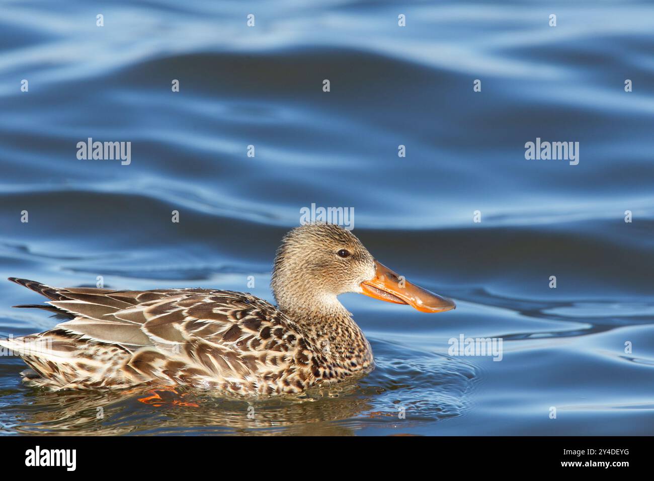 Drab, mottled plumage of northern shoveler hen (Spatula clypeata ...