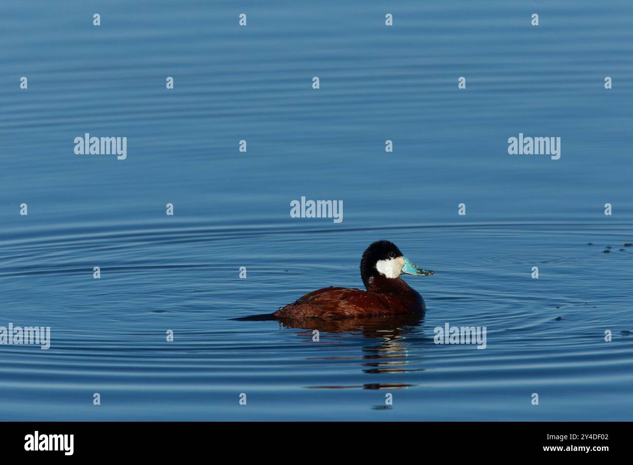 Blue sky colored bill of this breeding plumage drake ruddy duck (Oxyura ...