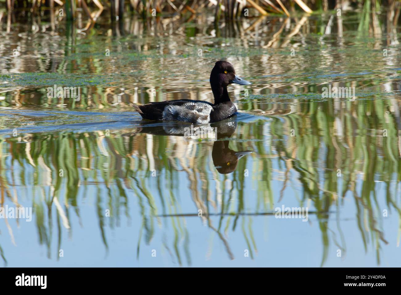 Slight purple iridescence of drake lesser scaup (Aythya affinis) shows ...