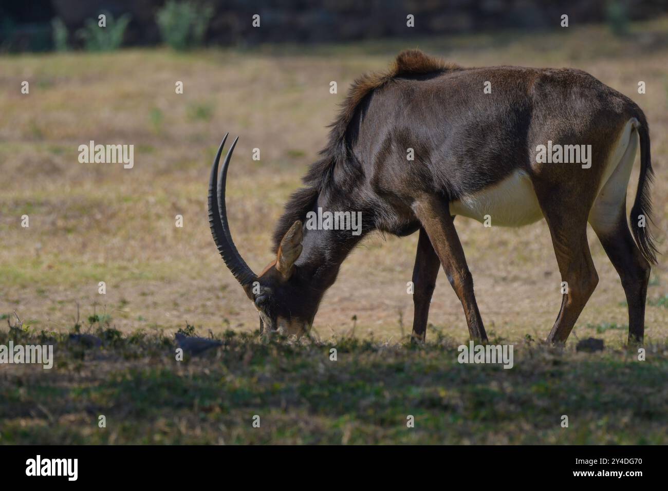 Giant sable antelope in South African nature reserve Stock Photo - Alamy