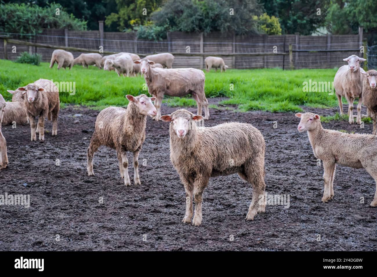 Farm animal and agriculture in countryside in midlands meander south ...