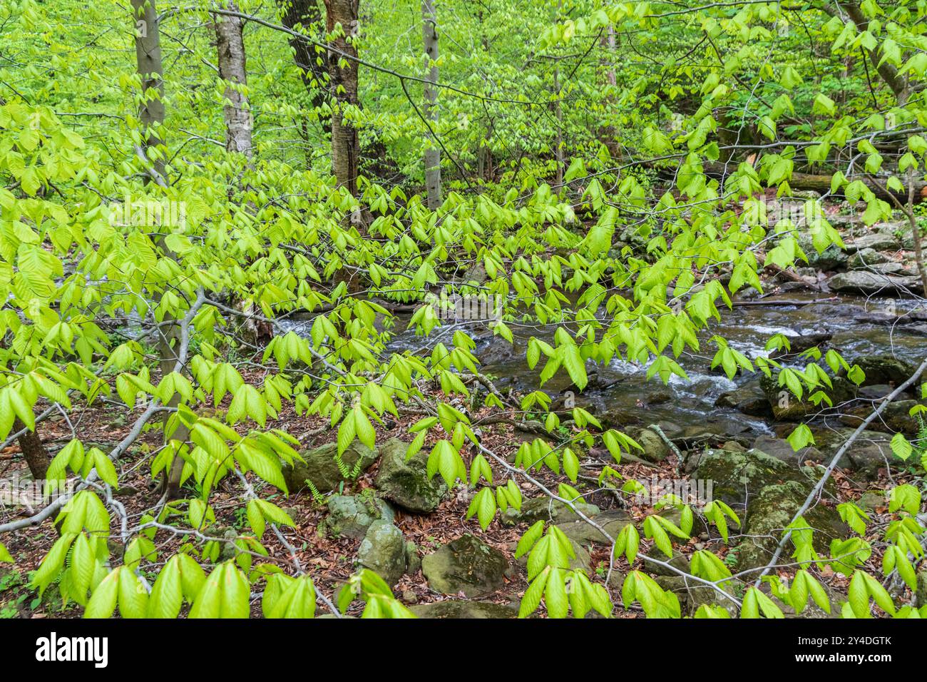 Cumberland Falls State Park in Catoctin Mountains in Maryland Stock ...