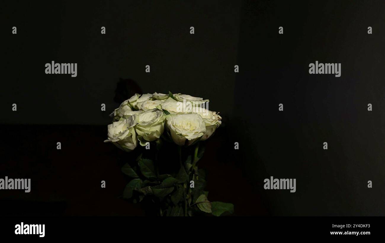 White rose rotating on black hi-res stock photography and images - Alamy