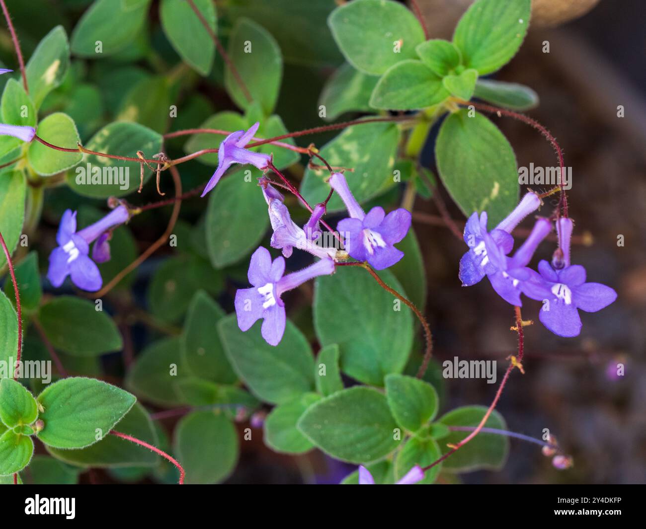 Nodding violet hi-res stock photography and images - Alamy