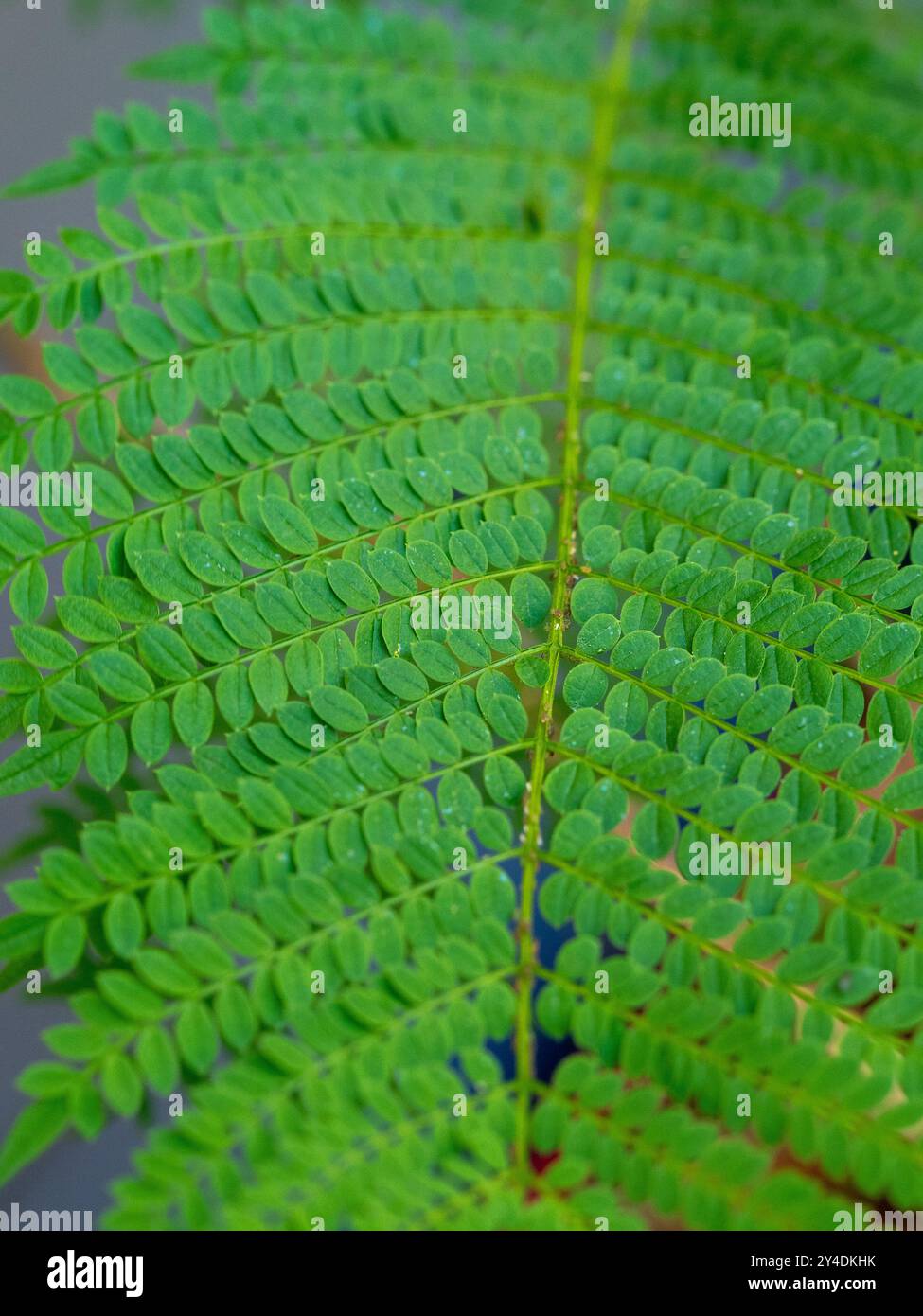 Jacaranda stem hi-res stock photography and images - Alamy
