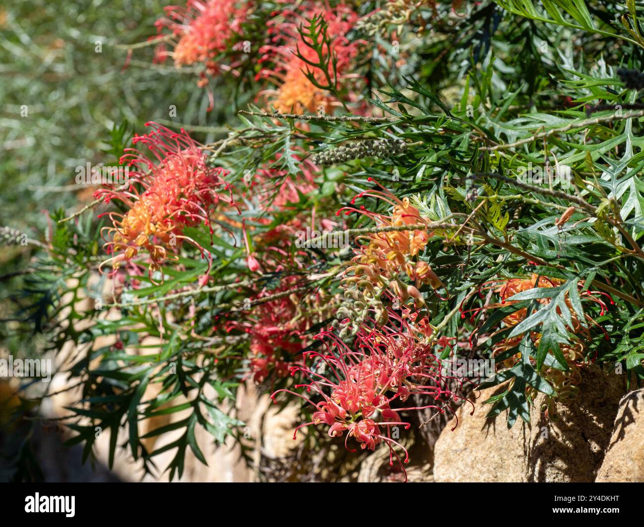 Grevillea Loopy Lou flowers blooming on mass in the garden, Australian ...