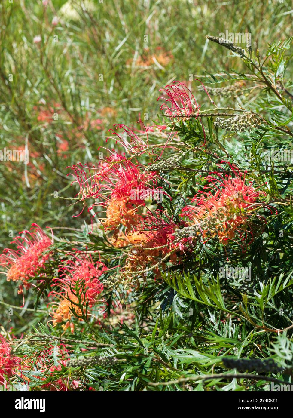 Grevillea Loopy Lou flowers blooming on mass in the garden, Australian ...