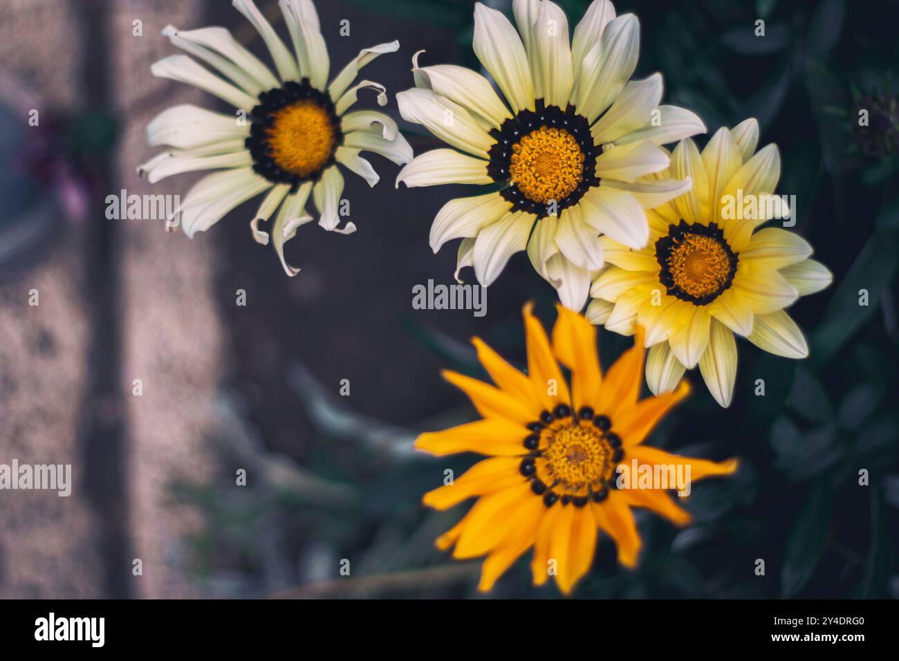 Must see springtime blooms hi-res stock photography and images - Alamy