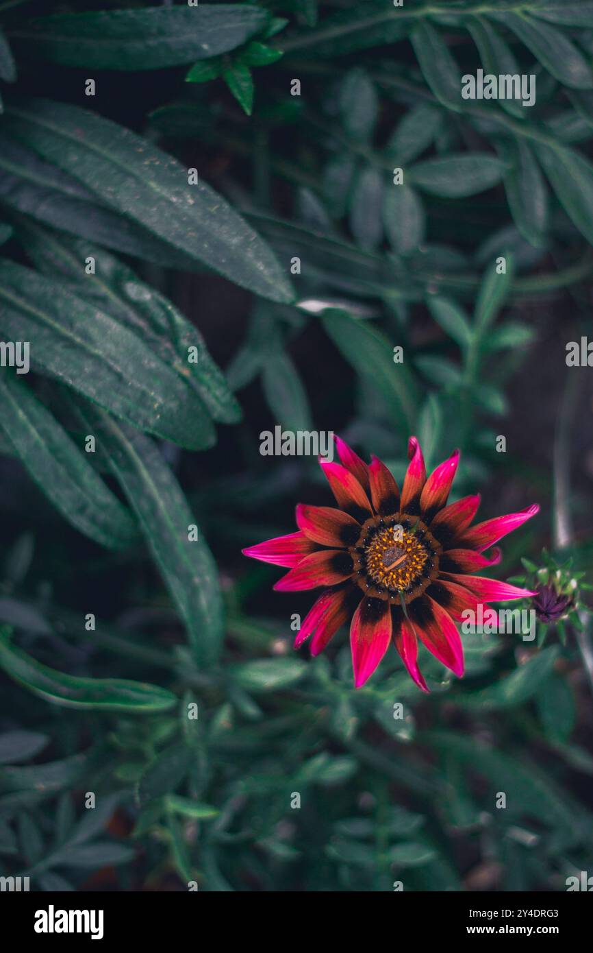 Beauty of spring floral blooms hi-res stock photography and images - Alamy